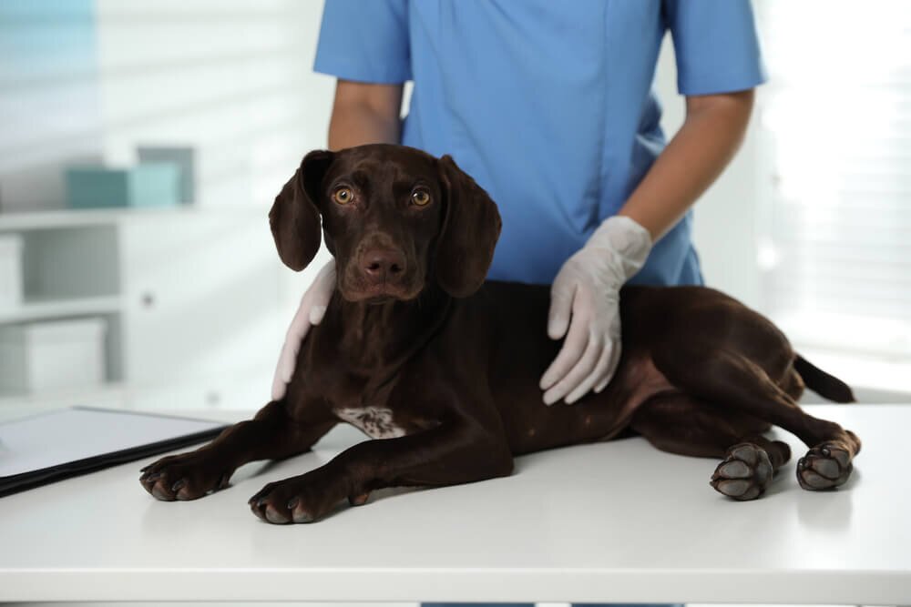 Течка у собак 🐕 – сколько длится, признаки и симптомы, помощь питомцу